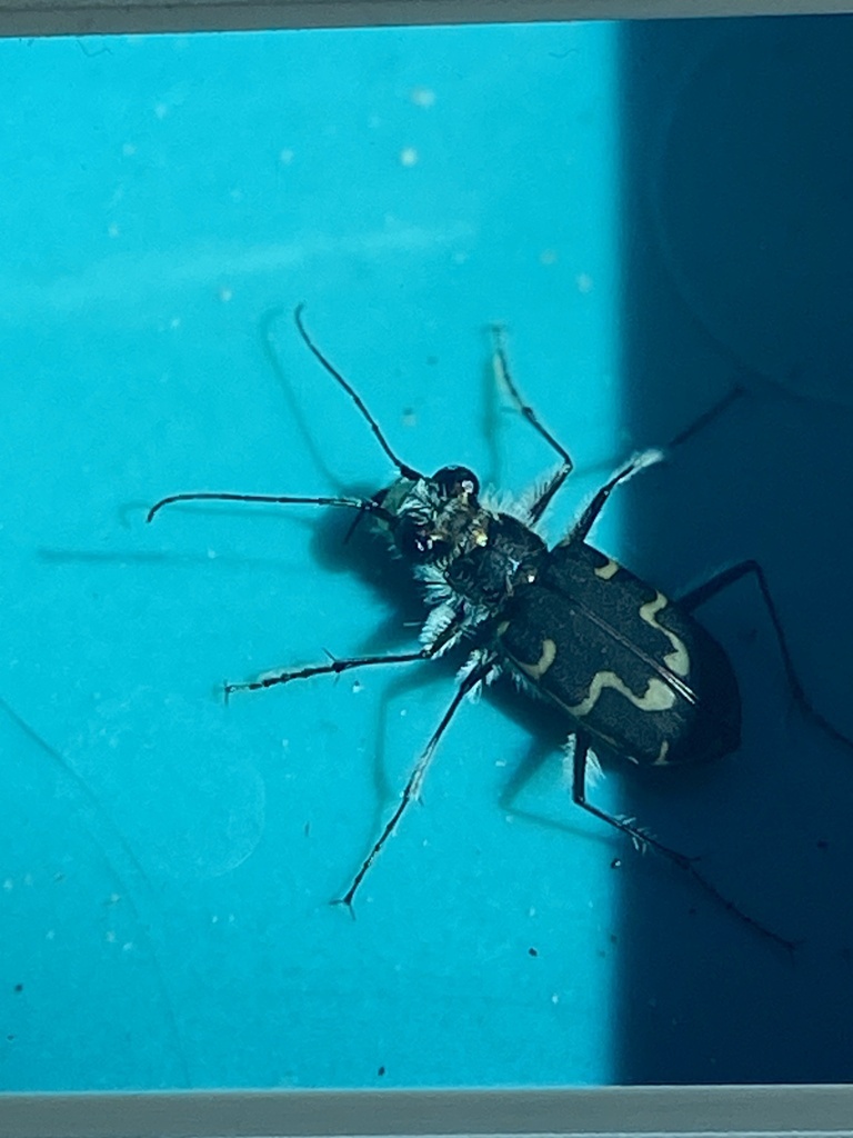 Hairy-necked Tiger Beetle from Bruce County, ON, Canada on September 6 ...