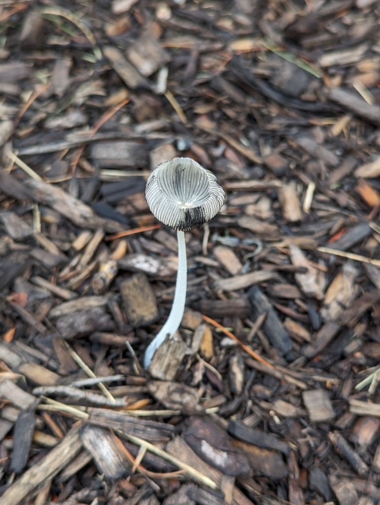 Coprinopsis pachyderma from Carmel, IN 46032, USA on August 9, 2023 at ...