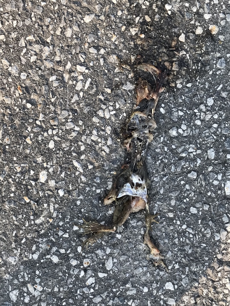 Frogs and Toads from Craig Rd, North Grenville, ON, CA on August 9 ...