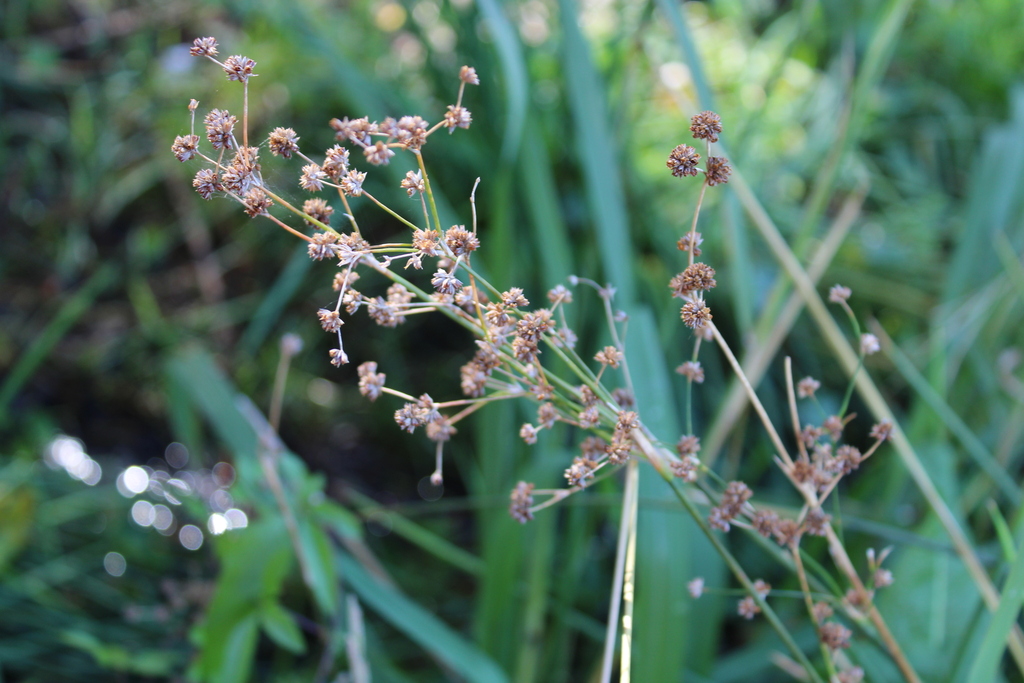 Juncus holoschoenus from Patsy's Flat Road, Smiths Lake NSW 2428 ...