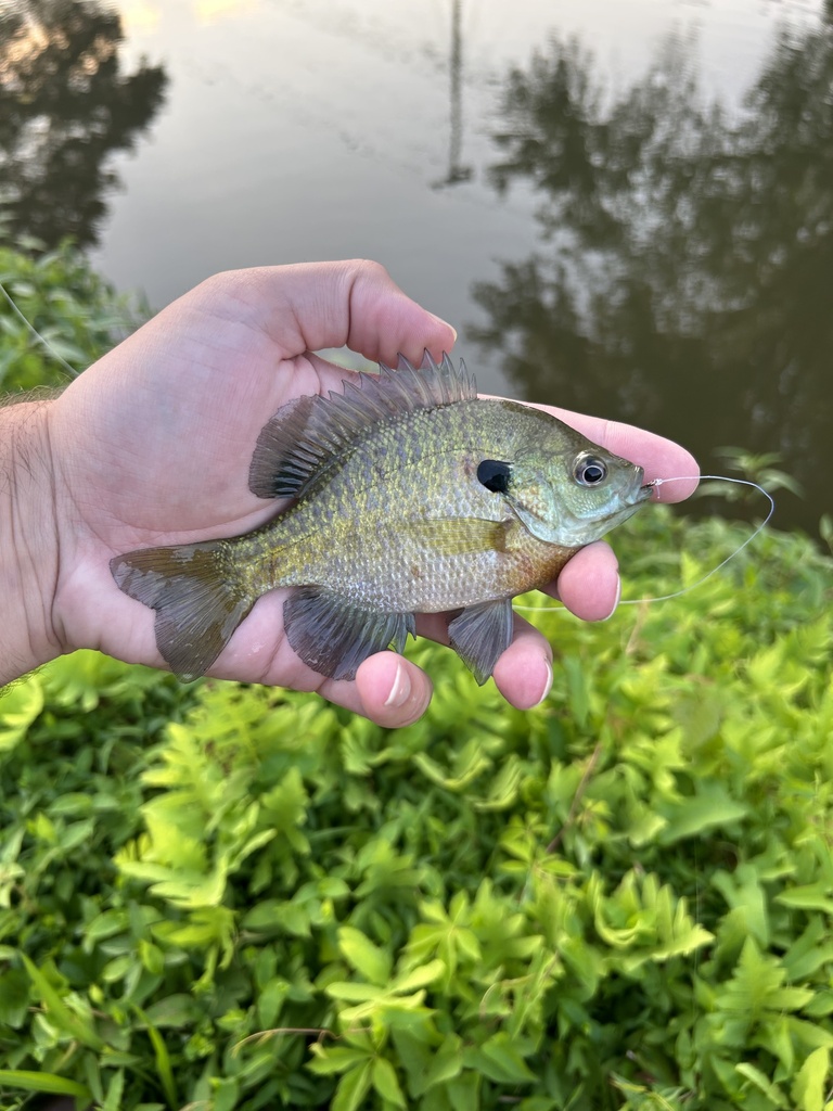 Bluegill from Delaware Ave, Elkton, MD, US on August 8, 2023 at 07:39 ...