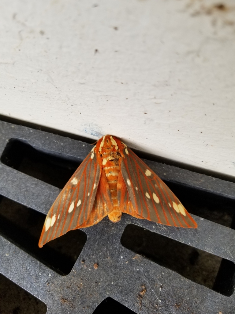 Regal Moth from Nacogdoches, TX, USA on August 9, 2023 at 09:47 AM by ...