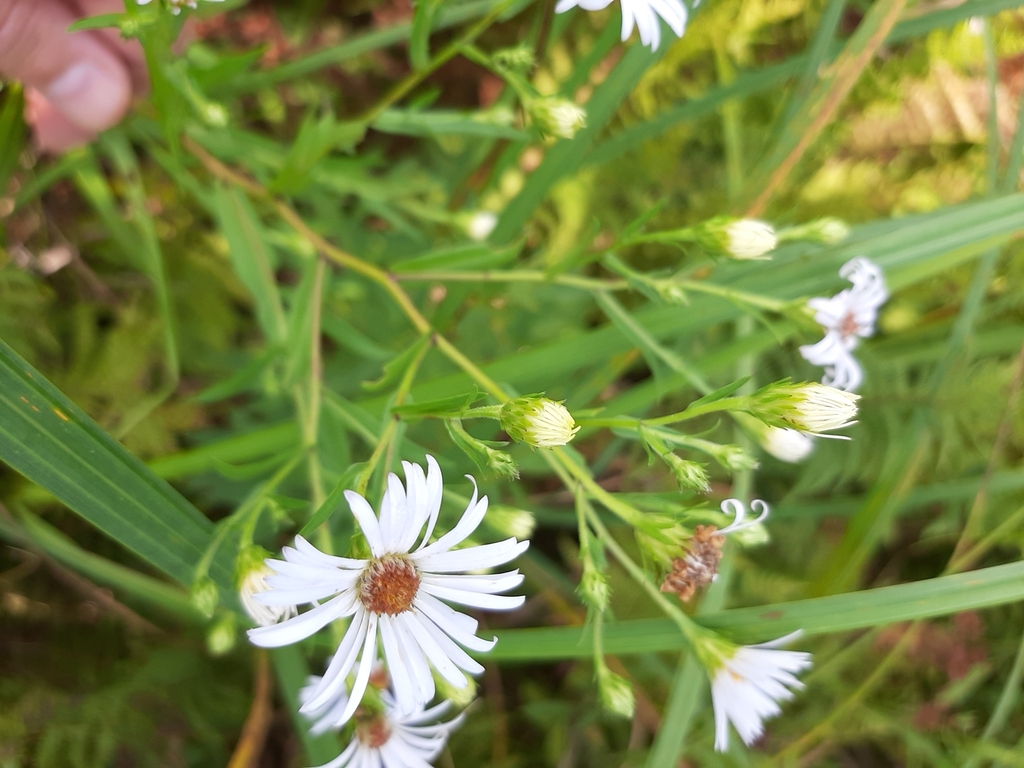 northern bog aster in August 2023 by Matt Kenne · iNaturalist