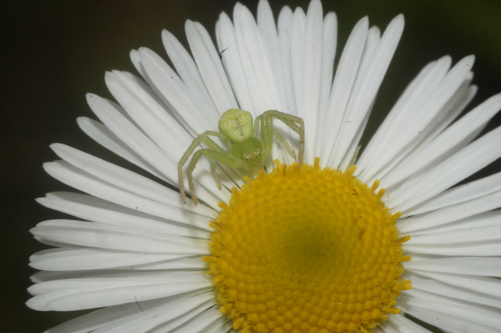 Triangle Crab Spider from Логойский район, Беларусь on August 8, 2023 ...
