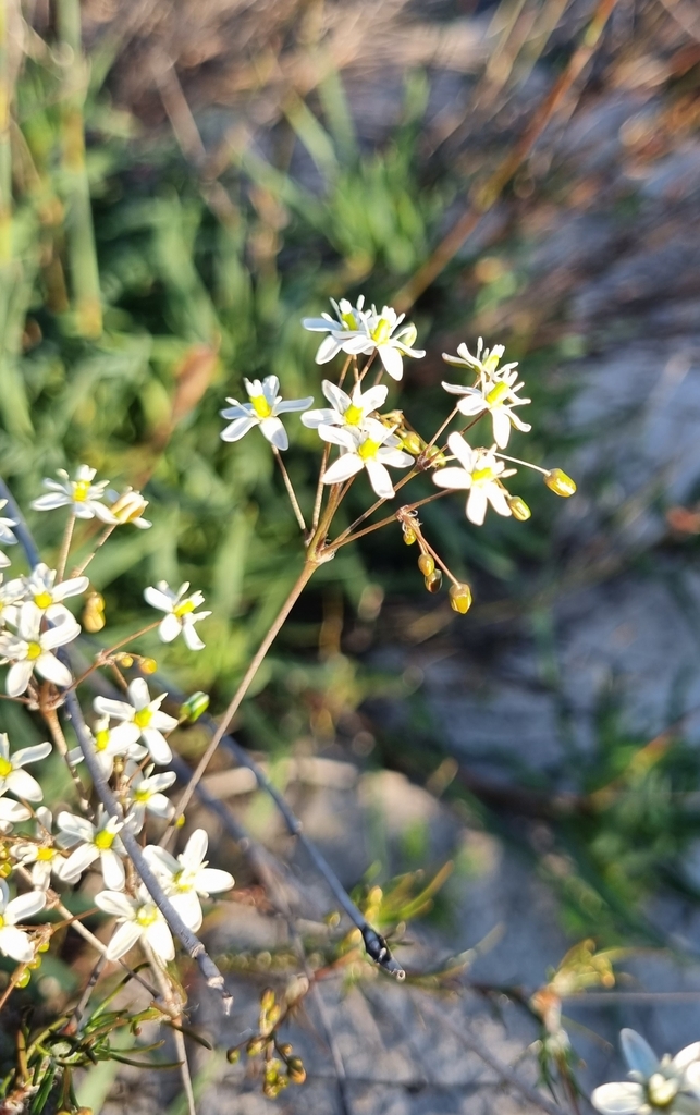 Aniseed Spookasem from Cape Farms, Cape Town, South Africa on August 9 ...