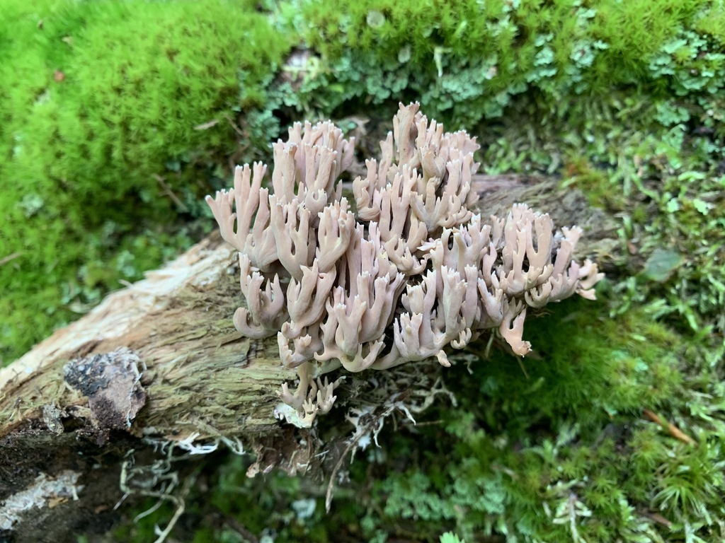 Ramaria rubella from Fundy Rural District, NB, Canada on August 7, 2023 ...