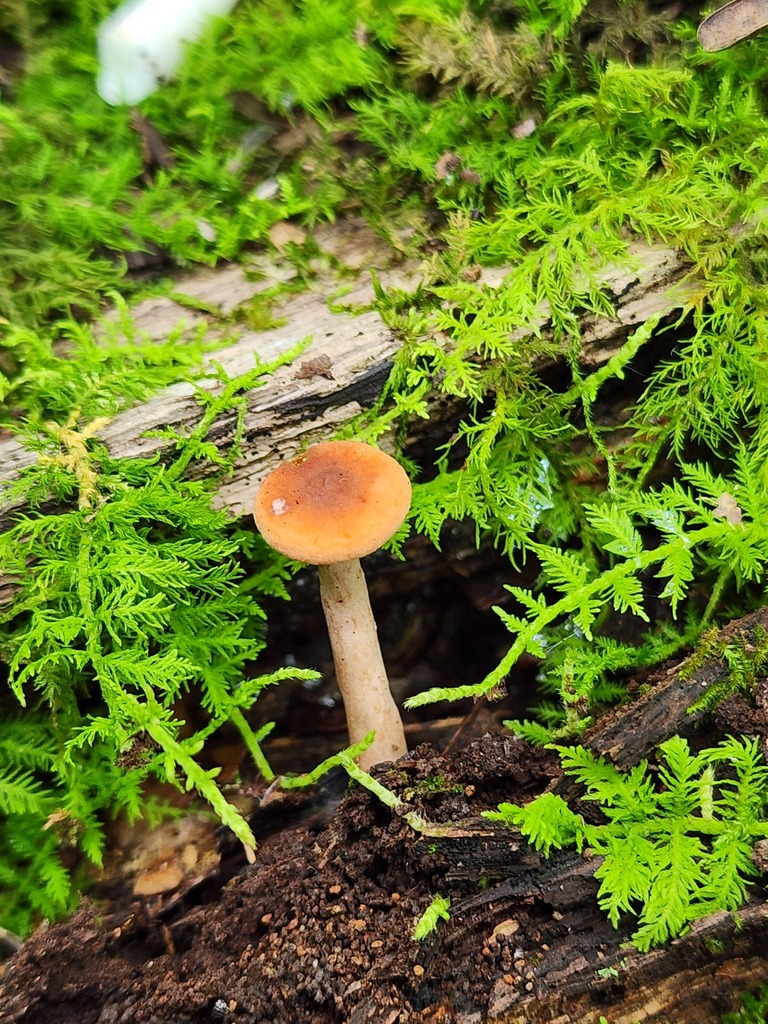 Curry Milkcap from Huntingdon County, PA, USA on August 4, 2023 at 12: ...