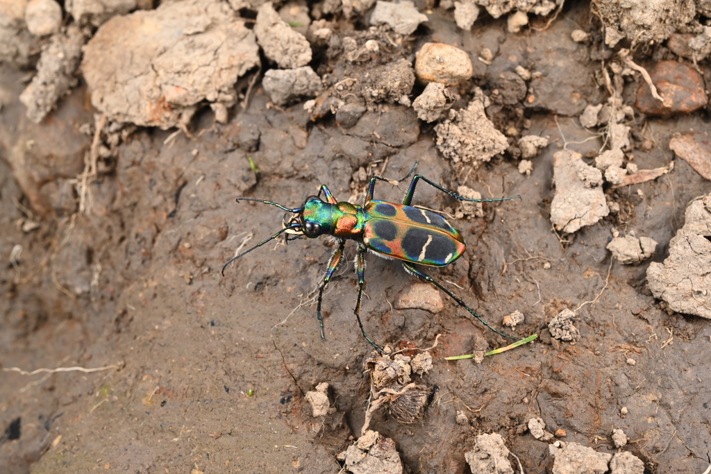 East Asian Tiger Beetle from 四川省乐山市马边彝族自治县大竹堡乡 邮政编码: 614602 on August 9 ...