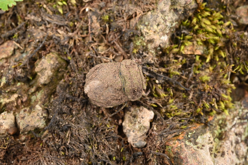 Nerthra from 四川省乐山市马边彝族自治县大竹堡乡 邮政编码: 614602 on August 9, 2023 at 11:28 ...