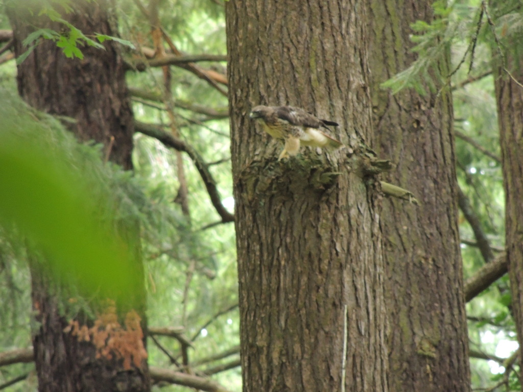 Red-tailed Hawk from Mt. Tabor Park, Portland, OR, USA on August 6 ...
