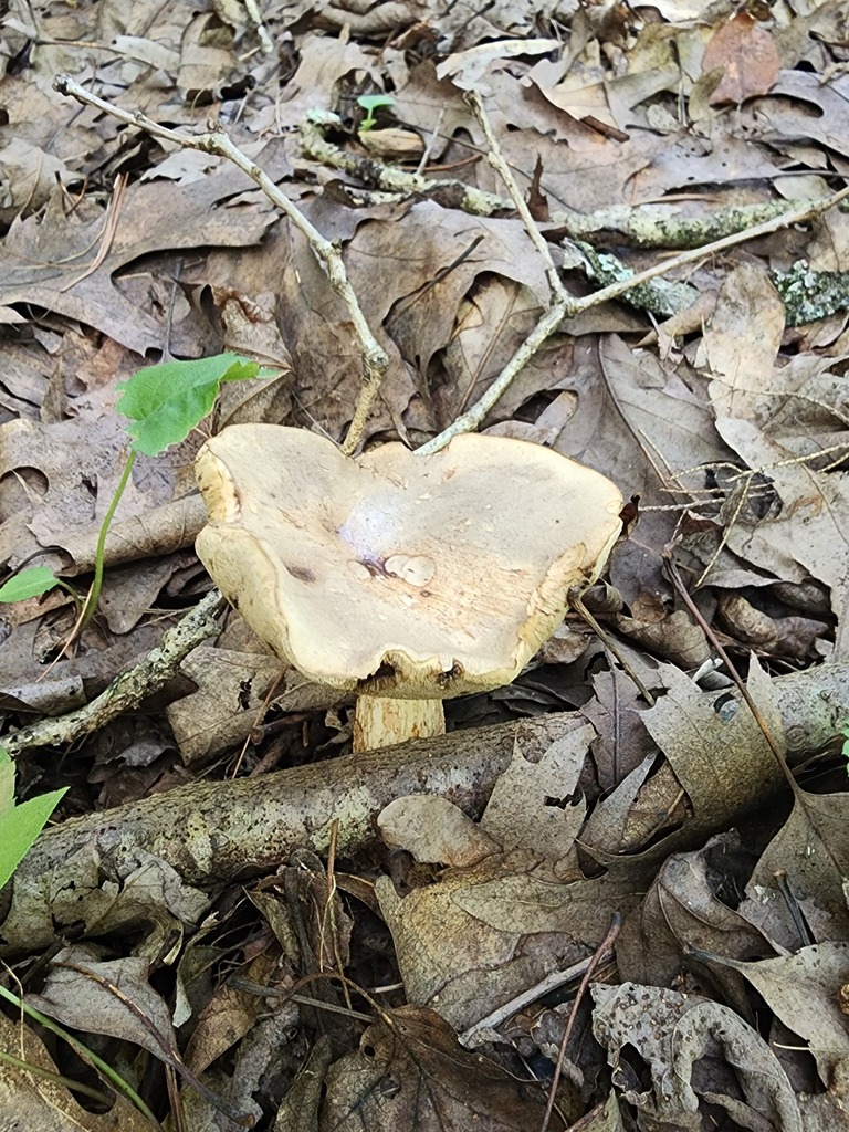 Grey Bolete from Huntingdon County, PA, USA on August 4, 2023 at 11:47 ...