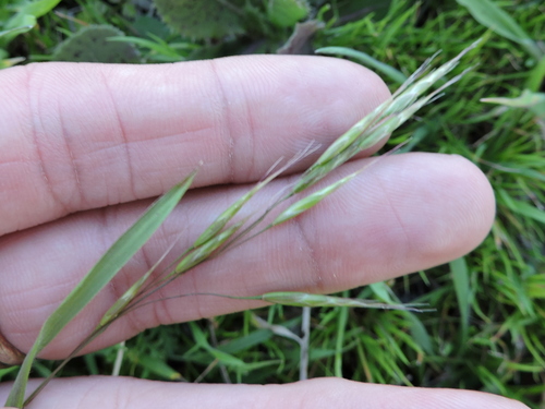 Japanese brome (Invasive Plants of the Kaibab National Forest ...