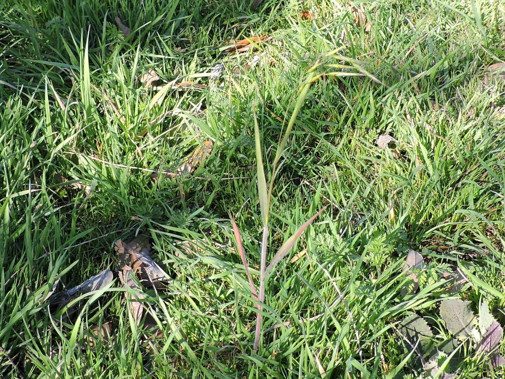 Japanese brome (Invasive Plants of the Kaibab National Forest ...