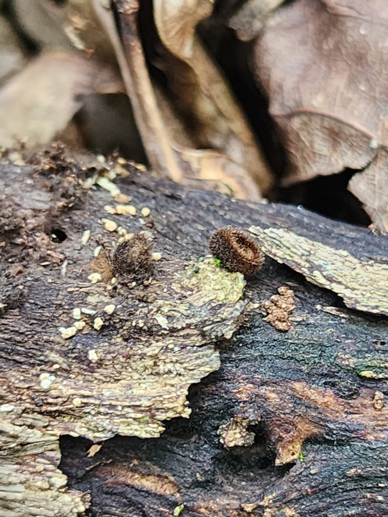 Humaria from Huntingdon County, PA, USA on August 4, 2023 at 12:02 PM ...