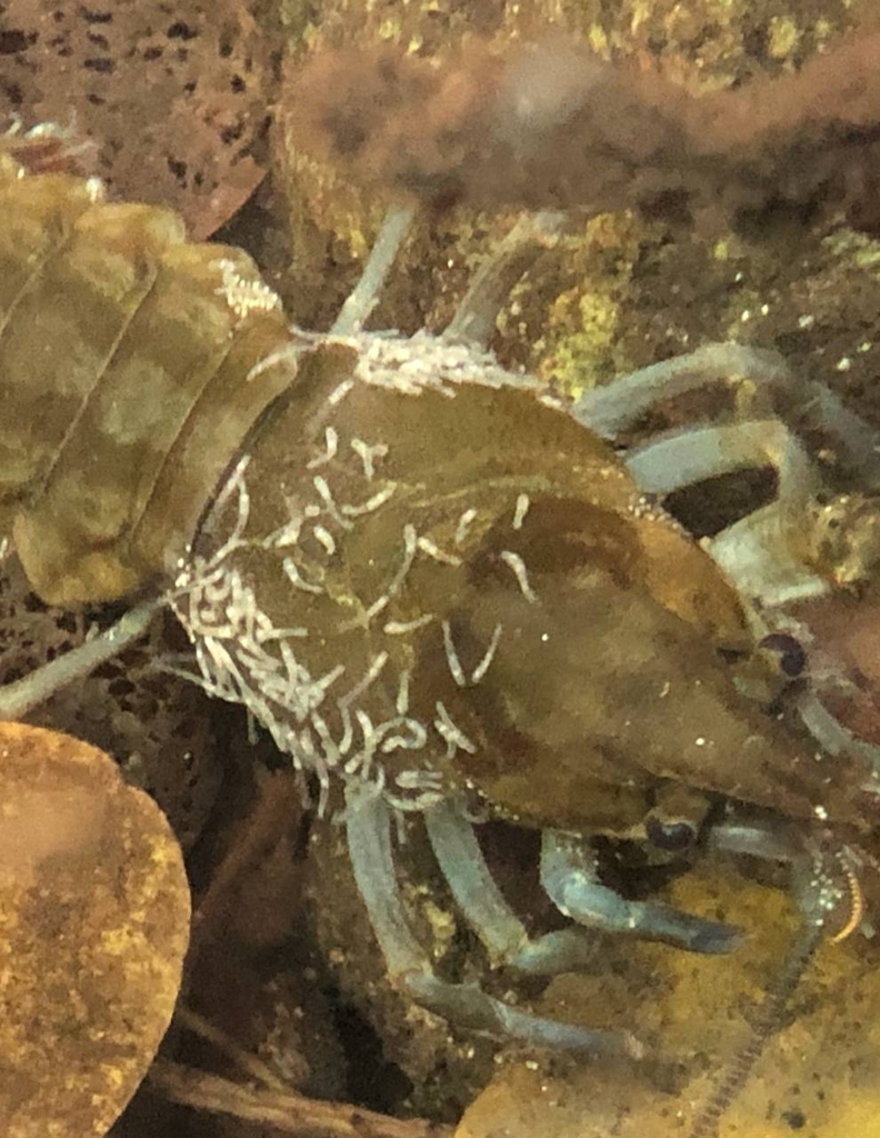 Branchiobdella italica in August 2023 by Andrea Gobetti · iNaturalist