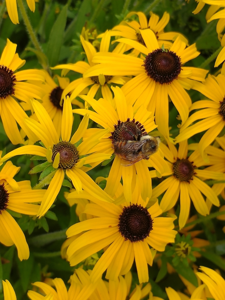Red-belted Bumble Bee from Anderson Japanese Gardens on August 9, 2023 ...