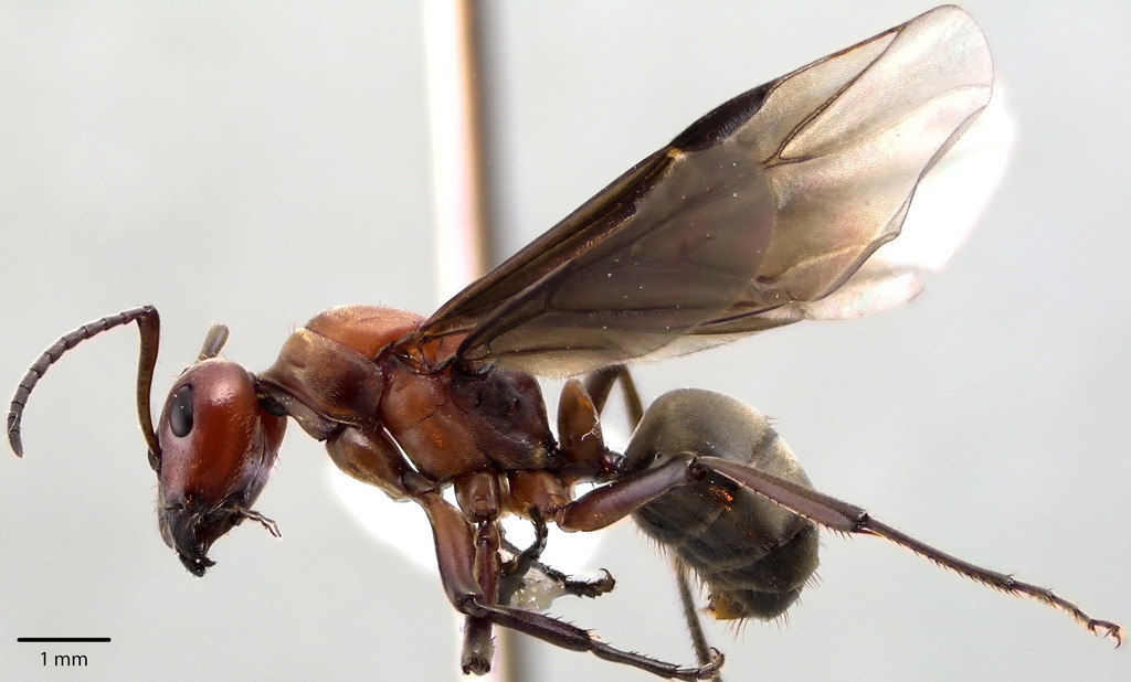 Formica subintegra from Barry County, MI, USA on July 30, 2023 at 12:00 ...