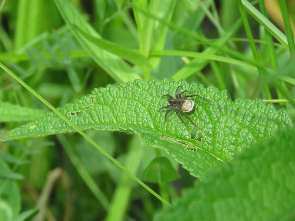 Thin-legged Wolf Spiders from 431 E Rd, Milton, VT 05468, USA on August ...
