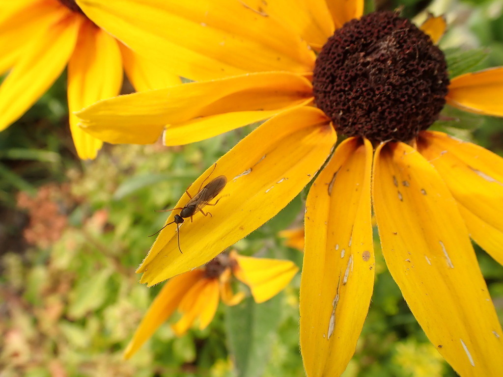 Ants, Bees, Wasps, and Sawflies from Douglasdale, Calgary, AB T2Z ...