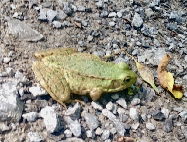 Green Frog from Jones Bridge Rd, Mount Morris, NY, US on August 9, 2023 ...