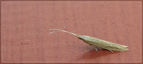 hedge case-bearer (Micro-Moths of New Zealand's Kauri Kingdom ...