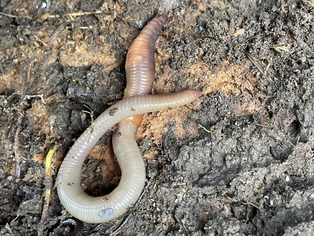 Common Earthworm from Cameron House, Alexandria, Scotland, GB on August ...