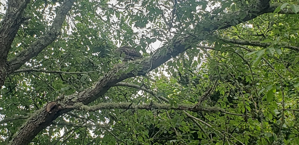 Red-tailed Hawk from Falmouth, MA 02540, USA on August 9, 2023 at 11:29 ...