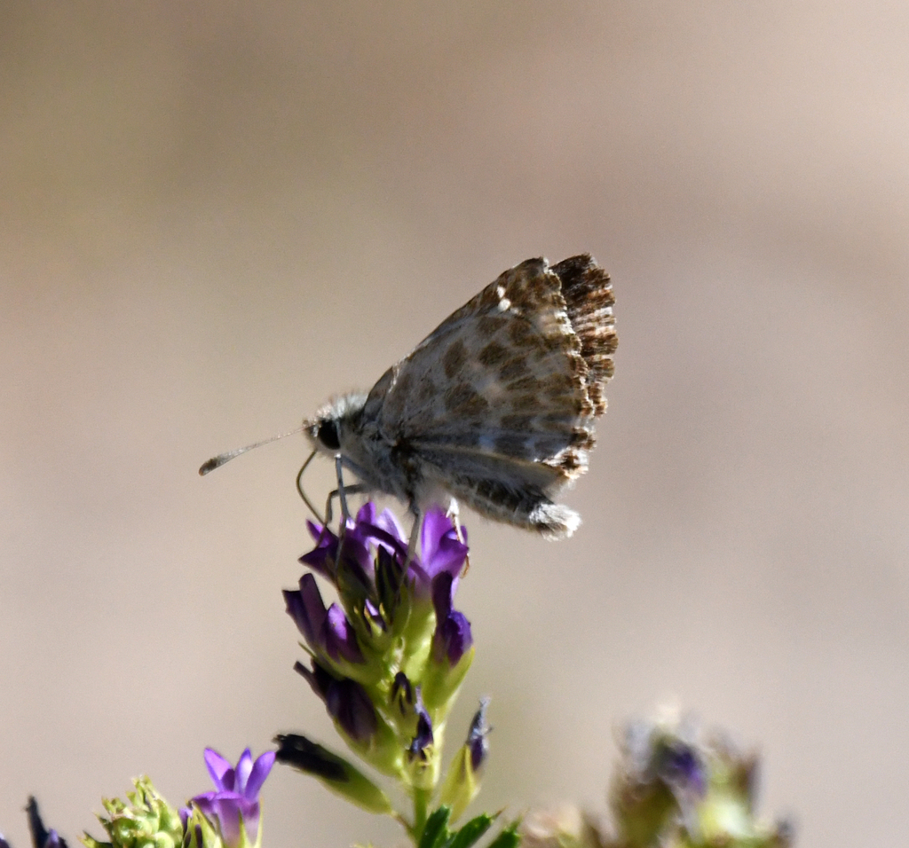 southern marbled skipper from Teruel, Spain on July 30, 2023 at 03:48 ...