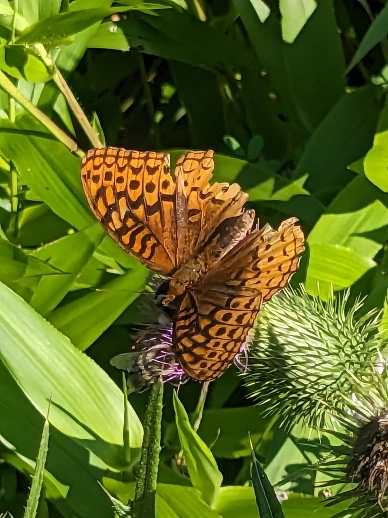 Great Spangled Fritillary from Dennison Township, PA, USA on August 9 ...