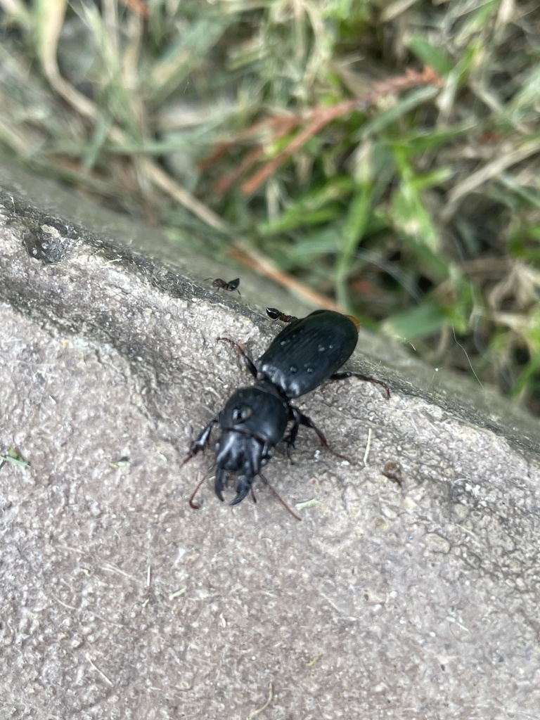 Big-headed Ground Beetle from Cyrus Point Rd, Charleston, WV, US on ...