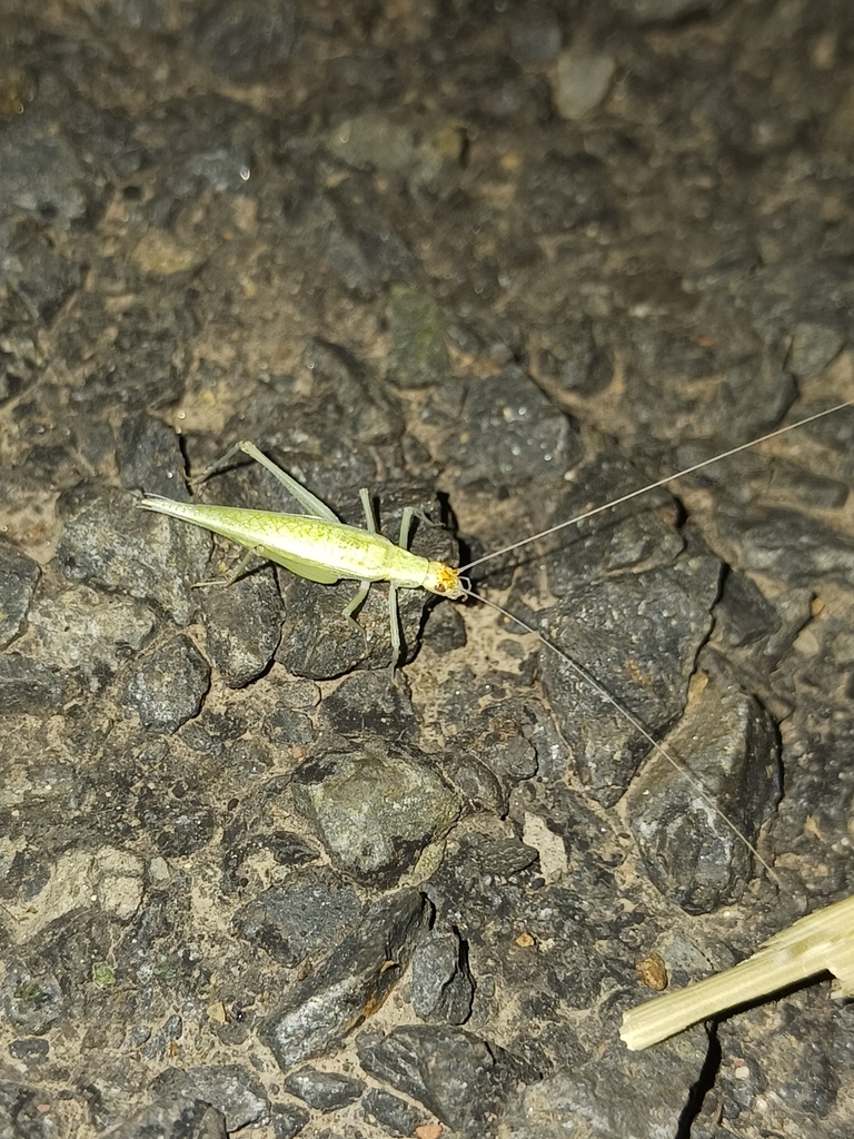 Common Tree Crickets from Asotin County, US-WA, US on August 8, 2023 at ...