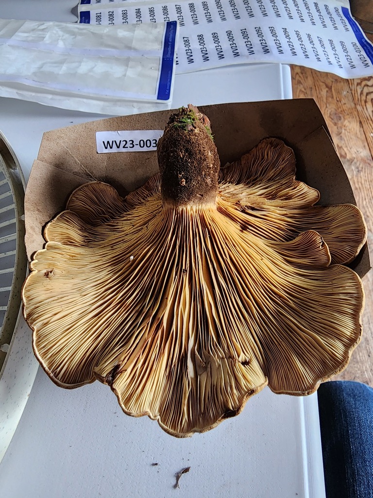 Velvet-footed Pax from 3746 Laurel Run Rd, Petersburg, PA 16669, USA on ...