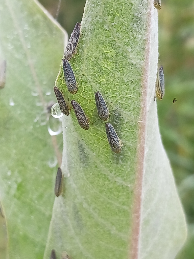 Graphocephala from Richland, OR 97870, USA on August 9, 2023 at 09:52 ...