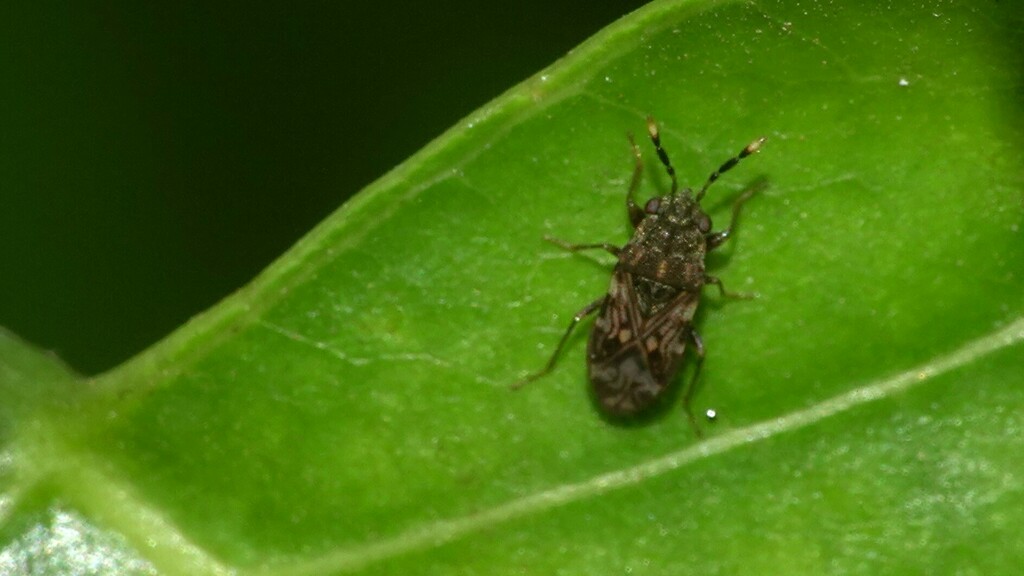 Appolonius from Nido, Blue River Valley, Bhose - Mahabaleshwar Rd, near ...