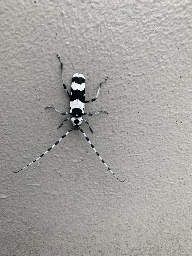Banded Alder Borer from 142nd Ave E, Sumner, WA, US on August 9, 2023 ...