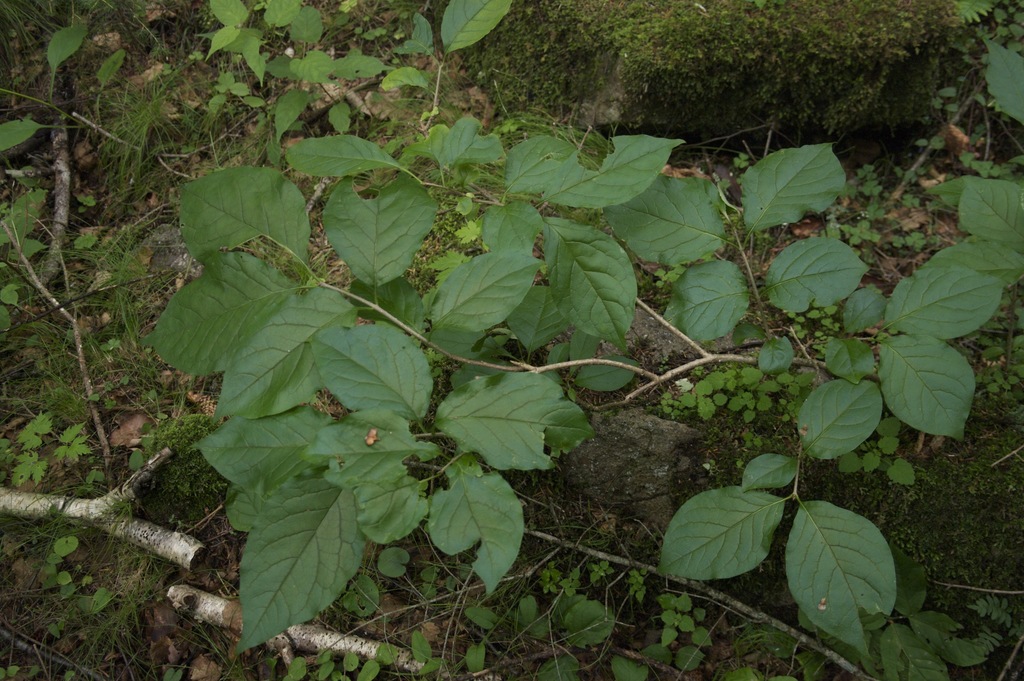Syringa wolfii from Лазовский р-н, Приморский край, Россия on June 25 ...