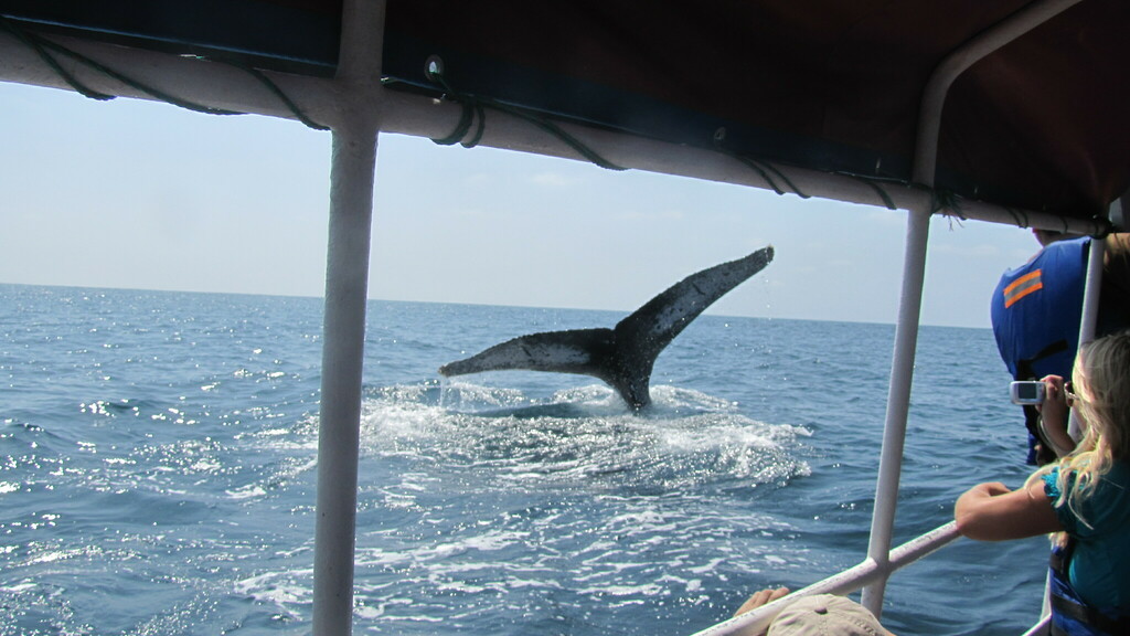 Humpback Whale from Puerto Lopez, Ecuador on July 29, 2010 at 02:16 PM ...