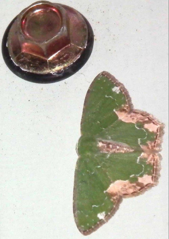 Eucyclodes infracta (Wileman, 1911)