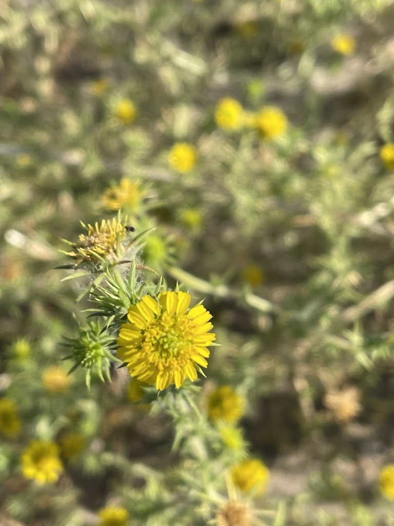 Common Spikeweed from W North Ave, Fresno, CA, US on August 9, 2023 at ...