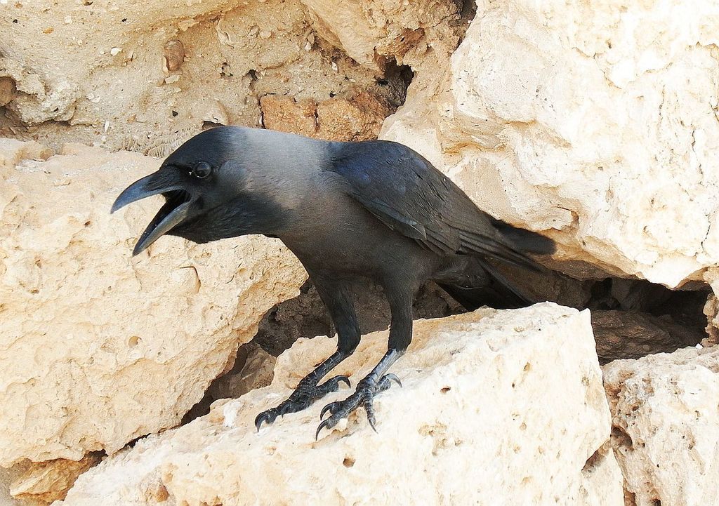 House Crow (Corvus splendens) - Avian Discovery