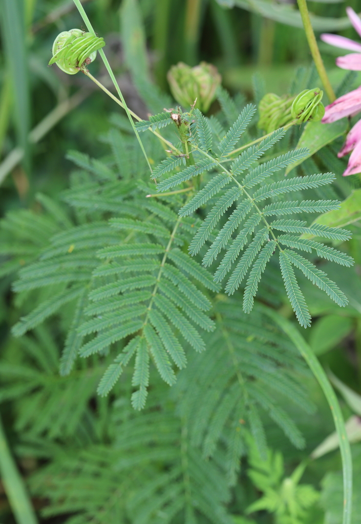 Illinois bundleflower from Woodbourne-Hyde Park, OH, USA on August 9 ...