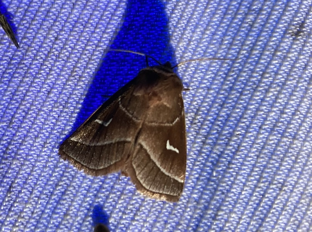 Marsh Fern Moth from Camp-Bouchard, Blainville, QC, CA on August 8 ...