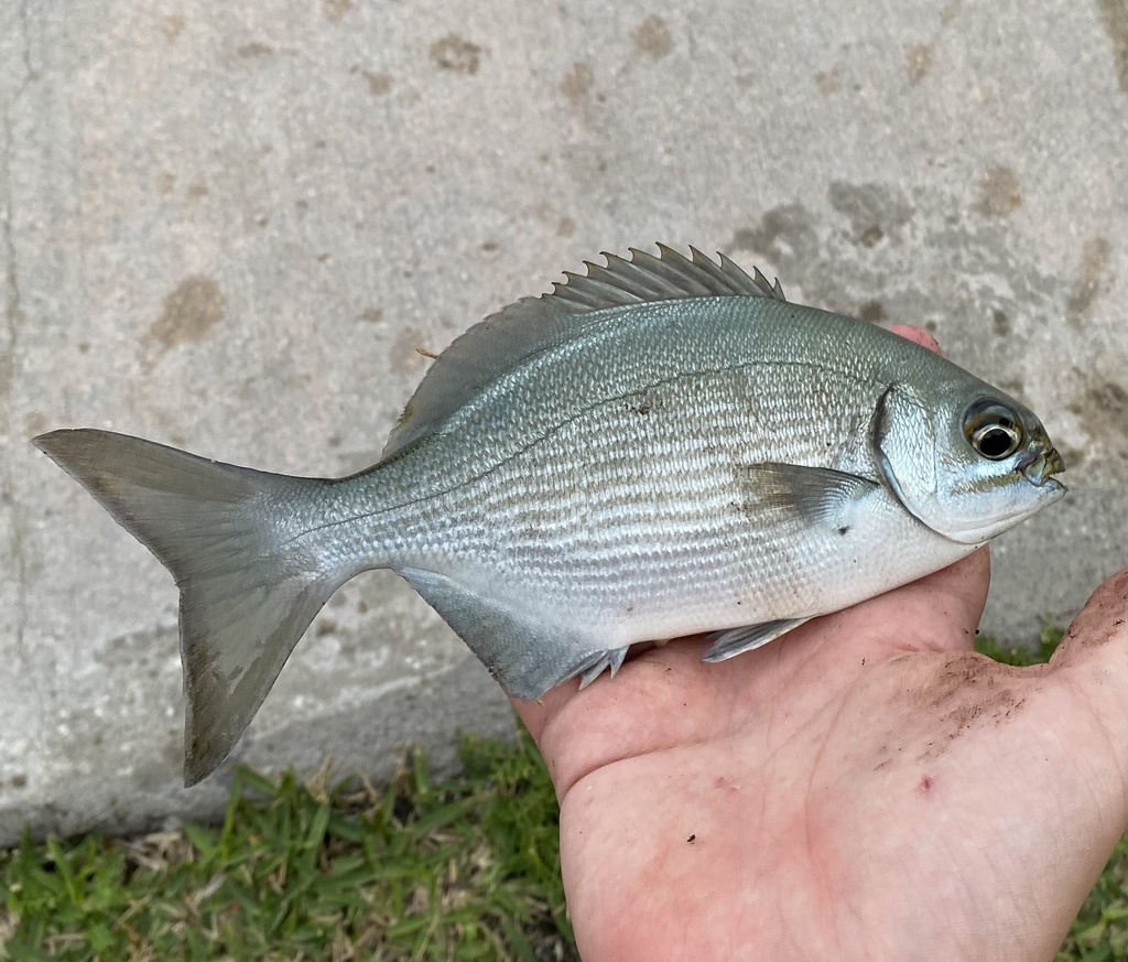 Grey Drummer in January 2023 by Samson B · iNaturalist