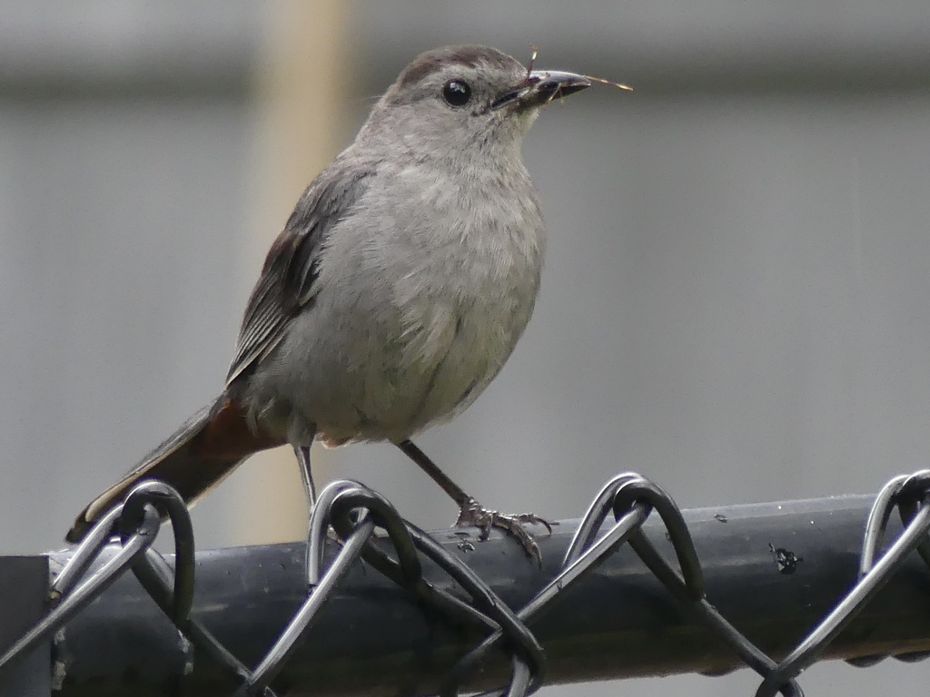 Gray Catbird from Minneapolis, MN, USA on August 6, 2023 by kimcwren ...
