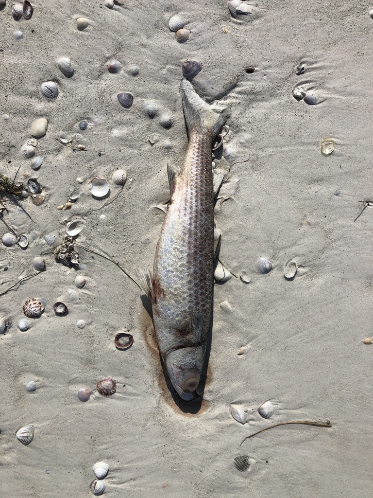 Sea Mullet from Fort De Soto Park, Saint Petersburg, FL, US on December ...