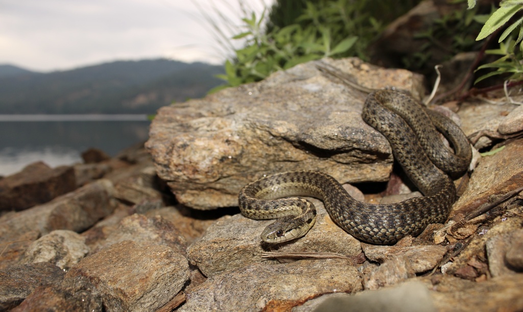 Wandering Garter Snake in August 2023 by hsug1747 · iNaturalist