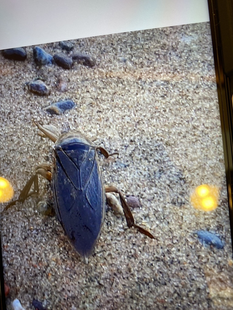 American Giant Water Bug from Batchawana Island, Algoma, Unorganized ...