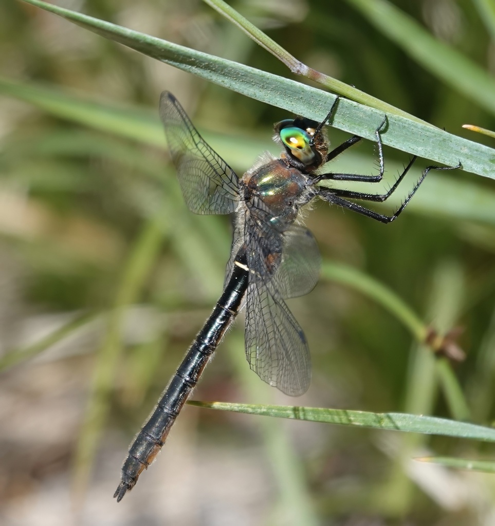 American Emerald from Tuolumne County, CA, USA on August 5, 2023 at 10: ...