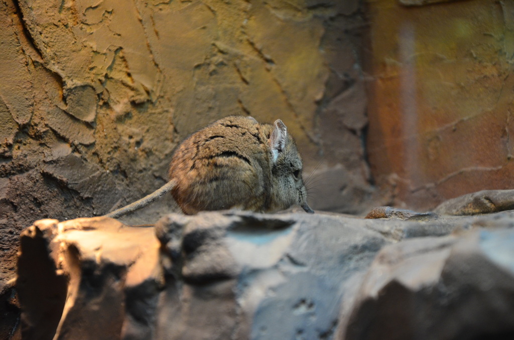 Karoo Round-eared Sengi (Macroscelides proboscideus) - Know Your Mammals