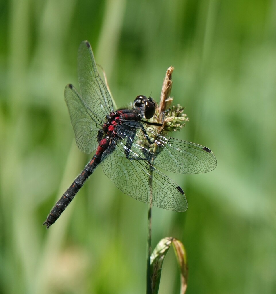 Crimson-ringed Whiteface from Tuolumne County, CA, USA on August 5 ...